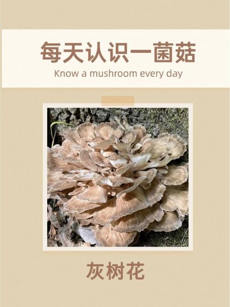 灰树花菇图片_灰树花菇长什么样-第2张图片-山城妙识