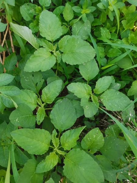 苋菜长什么样_苋菜图片怎么辨别-第1张图片-山城妙识 苋菜长什么样_苋菜图片怎么辨别-第1张图片-山城妙识