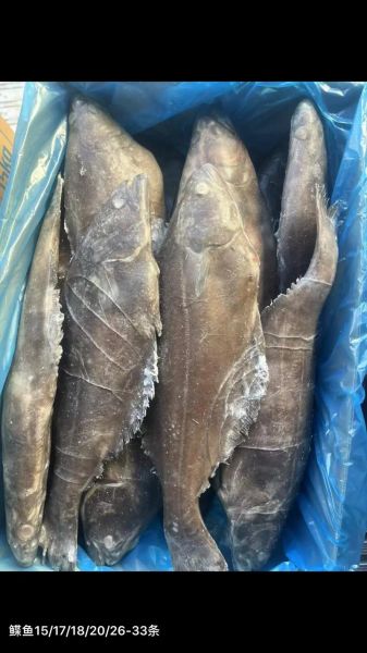 鲽鱼多少钱一斤_鲽鱼价格为什么波动大-第3张图片-山城妙识
