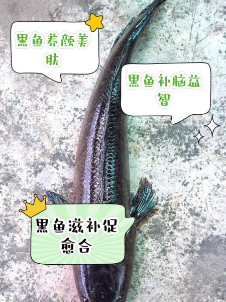 黑鱼的营养价值_黑鱼的禁忌有哪些-第2张图片-山城妙识