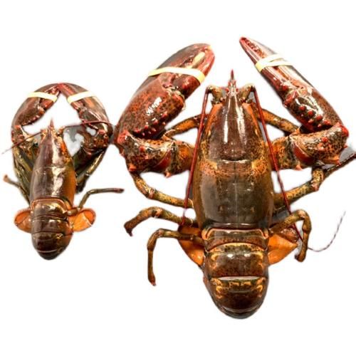 加拿大龙虾多少钱一斤_怎么挑选最新鲜-第1张图片-山城妙识 加拿大龙虾多少钱一斤_怎么挑选最新鲜-第1张图片-山城妙识