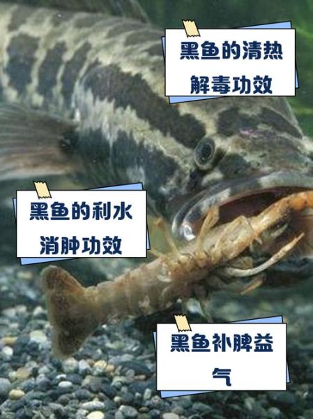 黑鱼的营养价值_黑鱼的禁忌有哪些-第1张图片-山城妙识