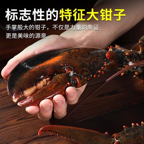 加拿大龙虾多少钱一斤_怎么挑选最新鲜-第2张图片-山城妙识 加拿大龙虾多少钱一斤_怎么挑选最新鲜-第2张图片-山城妙识