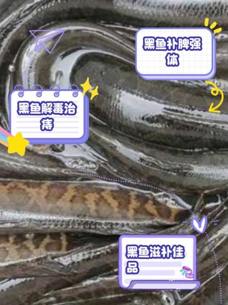 黑鱼的营养价值_黑鱼的禁忌有哪些-第3张图片-山城妙识