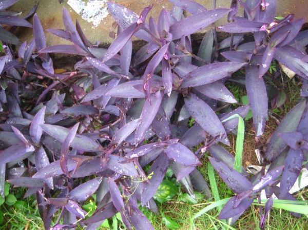 紫鸭跖草的功效与作用_紫鸭跖草可以泡水喝吗-第2张图片-山城妙识