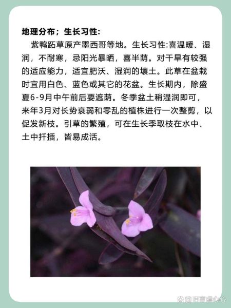 紫鸭跖草的功效与作用_紫鸭跖草可以泡水喝吗-第3张图片-山城妙识