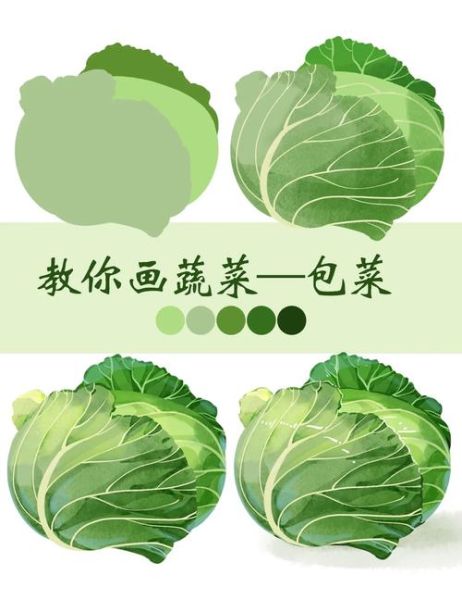 包菜简笔画怎么画_包菜简笔画步骤-第3张图片-山城妙识