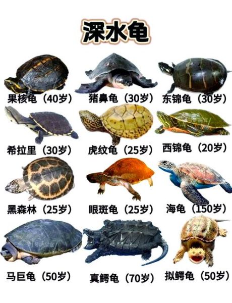 乌龟图片品种大全_如何区分常见龟类-第1张图片-山城妙识