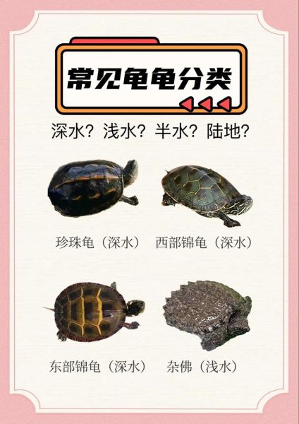 乌龟图片品种大全_如何区分常见龟类-第3张图片-山城妙识