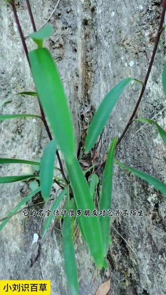 北柴胡图片长什么样_如何辨别真假北柴胡-第1张图片-山城妙识 北柴胡图片长什么样_如何辨别真假北柴胡-第1张图片-山城妙识