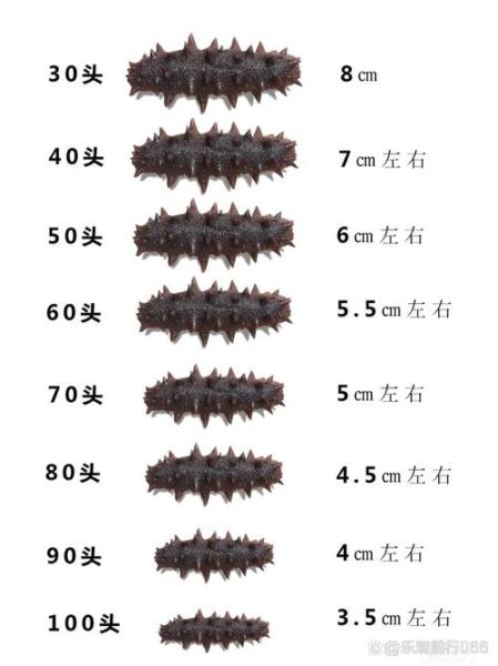 优质海参多少钱一斤_海参价格影响因素-第2张图片-山城妙识