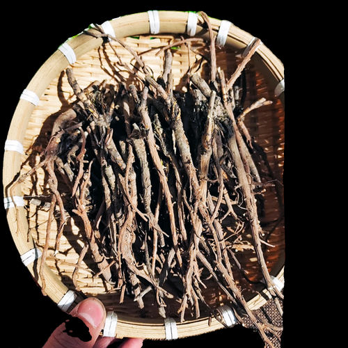 北柴胡图片长什么样_如何辨别真假北柴胡-第3张图片-山城妙识 北柴胡图片长什么样_如何辨别真假北柴胡-第3张图片-山城妙识