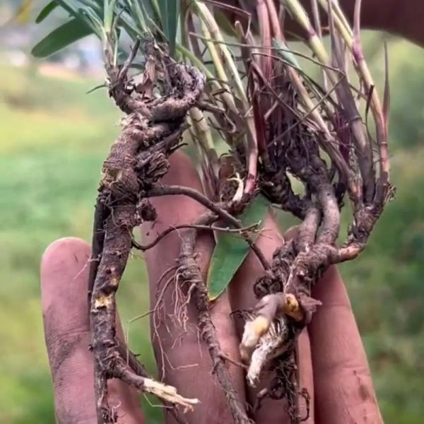 北柴胡图片长什么样_如何辨别真假北柴胡-第2张图片-山城妙识 北柴胡图片长什么样_如何辨别真假北柴胡-第2张图片-山城妙识