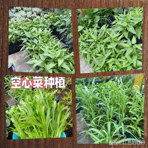 空心菜怎么种_空心菜种植时间和方法-第3张图片-山城妙识