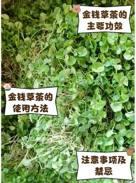 金钱草泡水喝的功效_金钱草泡水喝的禁忌-第2张图片-山城妙识 金钱草泡水喝的功效_金钱草泡水喝的禁忌-第2张图片-山城妙识
