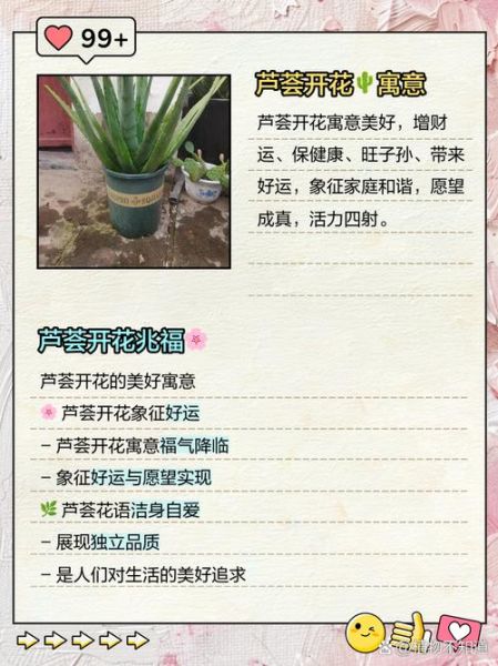 芦荟开花预示着什么_芦荟开花是好兆头吗-第1张图片-山城妙识