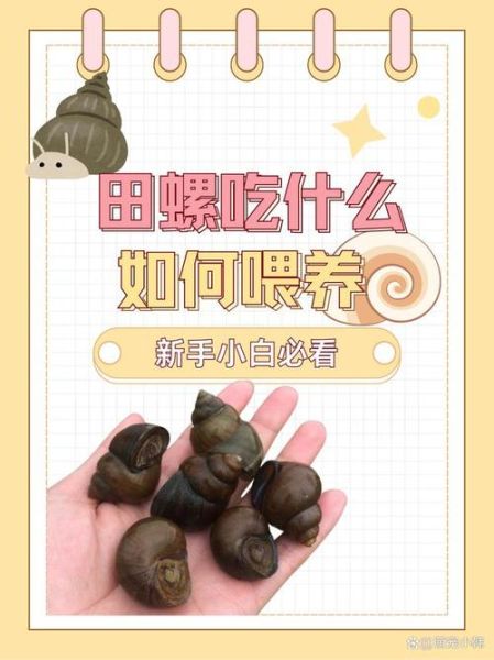 田螺怎么清洗_田螺怎么吃才安全-第2张图片-山城妙识