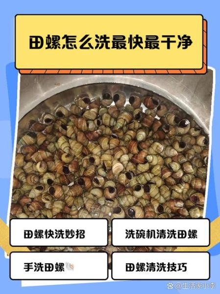 田螺怎么清洗_田螺怎么吃才安全-第1张图片-山城妙识