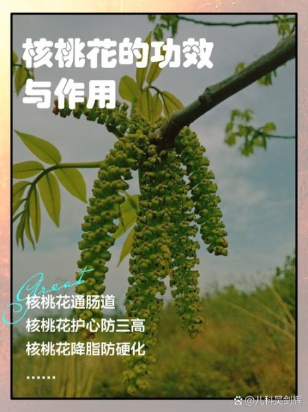 核桃花的功效与作用_核桃花的害处有哪些-第1张图片-山城妙识