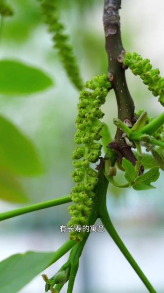 核桃花的功效与作用_核桃花的害处有哪些-第2张图片-山城妙识