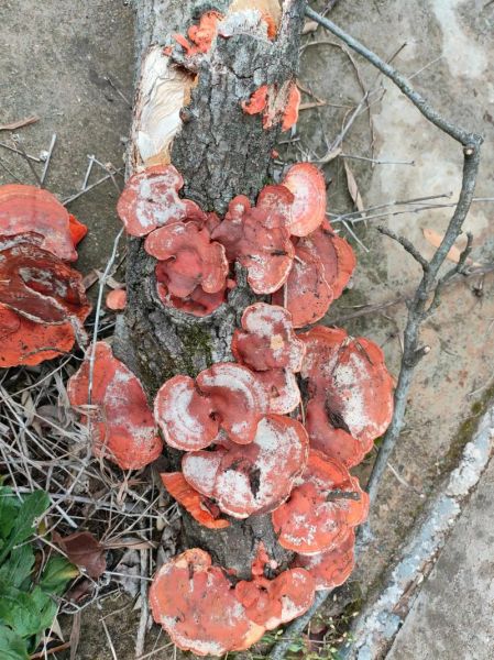 红蘑菇能吃吗_红蘑菇中毒症状-第1张图片-山城妙识