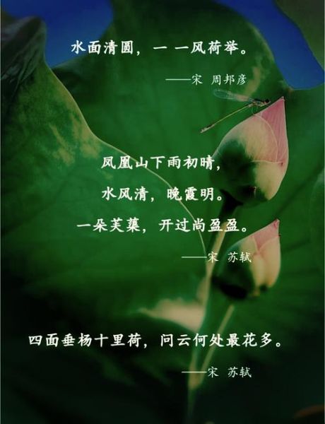 荷花诗句有哪些_如何鉴赏荷花的意境-第3张图片-山城妙识 荷花诗句有哪些_如何鉴赏荷花的意境-第3张图片-山城妙识
