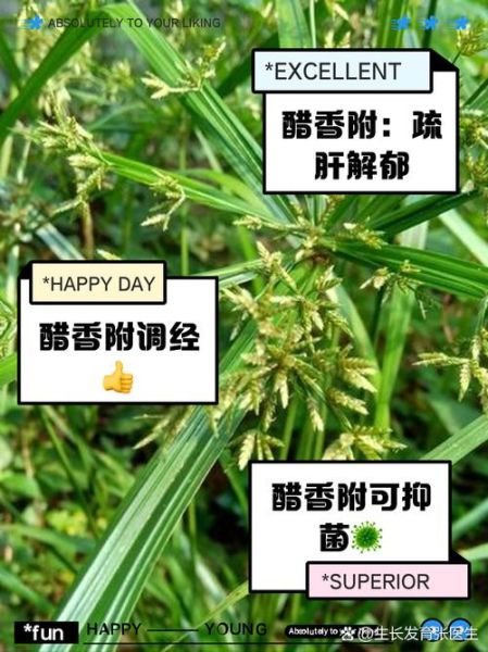 醋香附的功效与作用主要治什么病_醋香附能治月经不调吗-第1张图片-山城妙识