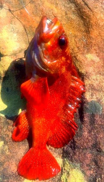 红斑鱼多少钱一斤_红斑鱼价格行情-第2张图片-山城妙识 红斑鱼多少钱一斤_红斑鱼价格行情-第2张图片-山城妙识