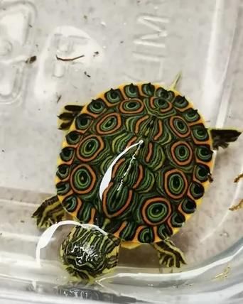 甜甜圈龟吃什么_甜甜圈龟食谱大全-第1张图片-山城妙识 甜甜圈龟吃什么_甜甜圈龟食谱大全-第1张图片-山城妙识