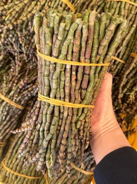 铁皮石斛哪里的产地最好_正宗铁皮石斛产地在哪里-第1张图片-山城妙识 铁皮石斛哪里的产地最好_正宗铁皮石斛产地在哪里-第1张图片-山城妙识