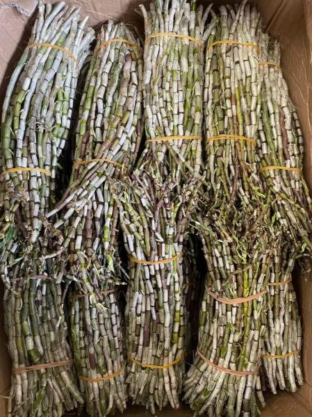 铁皮石斛哪里的产地最好_正宗铁皮石斛产地在哪里-第2张图片-山城妙识 铁皮石斛哪里的产地最好_正宗铁皮石斛产地在哪里-第2张图片-山城妙识