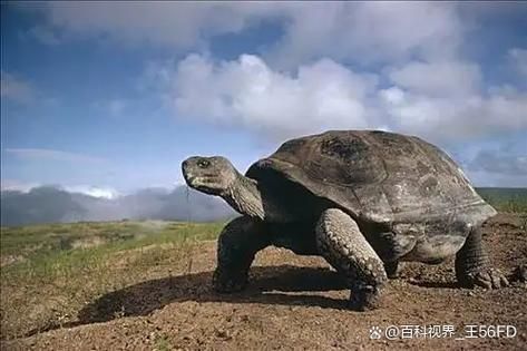 千年王八图片_王八能活多久-第1张图片-山城妙识