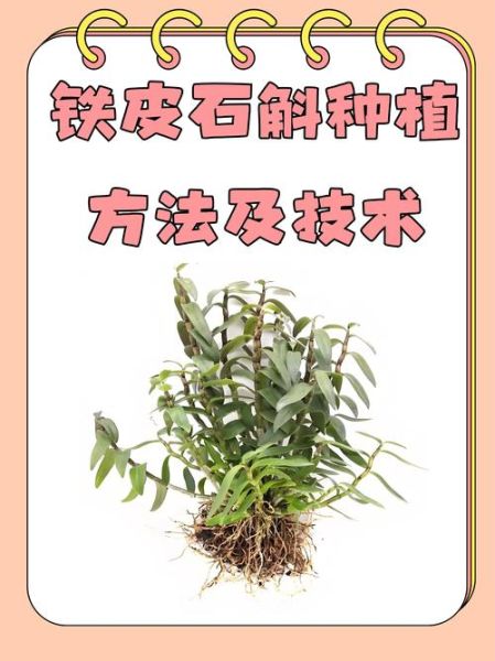 铁皮石斛哪里的产地最好_正宗铁皮石斛产地在哪里-第3张图片-山城妙识 铁皮石斛哪里的产地最好_正宗铁皮石斛产地在哪里-第3张图片-山城妙识