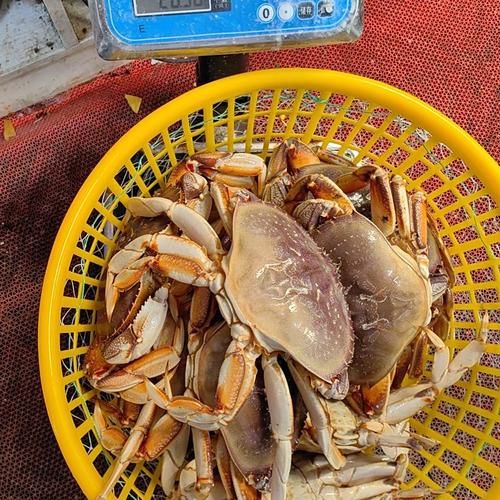 珍宝蟹一般多少斤_一只多大才够吃-第3张图片-山城妙识