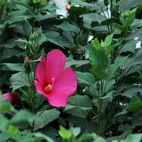 大花秋葵图片_大花秋葵和蜀葵区别-第3张图片-山城妙识
