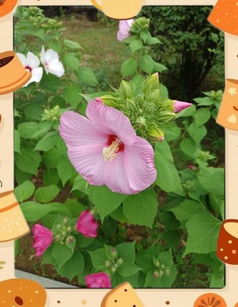 大花秋葵图片_大花秋葵和蜀葵区别-第1张图片-山城妙识