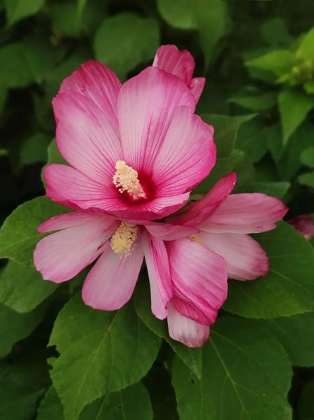 大花秋葵图片_大花秋葵和蜀葵区别-第2张图片-山城妙识