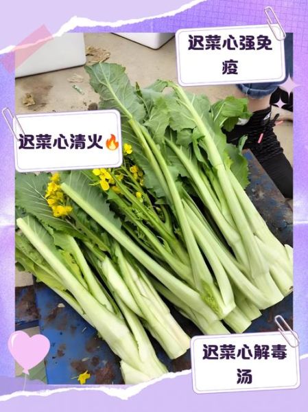 迟菜心什么时候种_迟菜心怎么做好吃-第3张图片-山城妙识 迟菜心什么时候种_迟菜心怎么做好吃-第3张图片-山城妙识