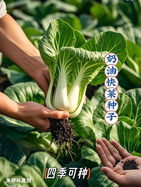 快菜怎么做才好吃_快菜和油菜的区别-第3张图片-山城妙识