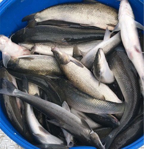 中国淡水银鳕鱼产地_中国淡水银鳕鱼价格多少钱一斤-第2张图片-山城妙识