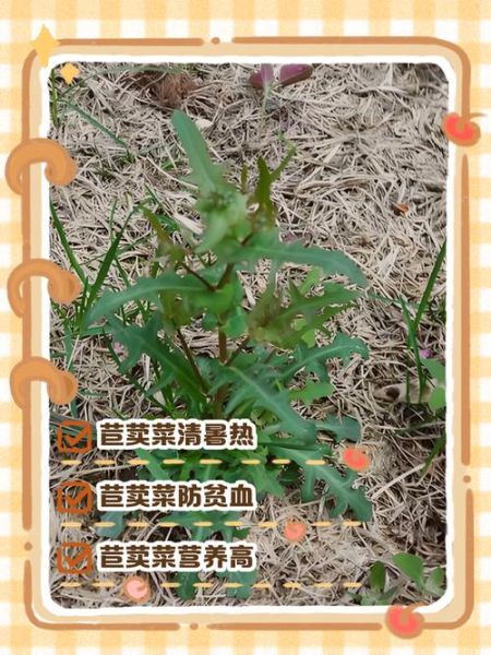 苣荬菜怎么吃_苣荬菜的功效与作用-第1张图片-山城妙识 苣荬菜怎么吃_苣荬菜的功效与作用-第1张图片-山城妙识