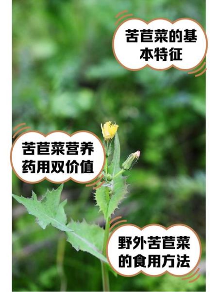 苣荬菜怎么吃_苣荬菜的功效与作用-第2张图片-山城妙识 苣荬菜怎么吃_苣荬菜的功效与作用-第2张图片-山城妙识