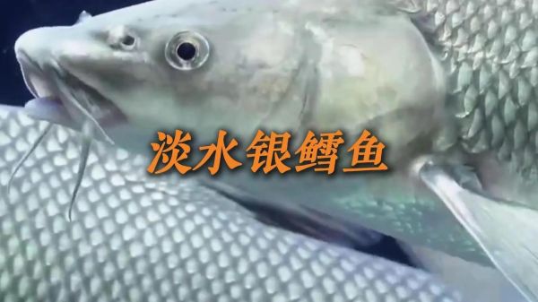 中国淡水银鳕鱼产地_中国淡水银鳕鱼价格多少钱一斤-第3张图片-山城妙识