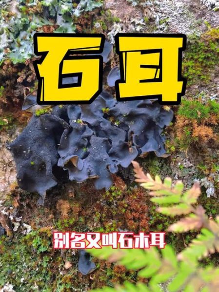 石耳怎么吃_石耳泡发要多久-第3张图片-山城妙识 石耳怎么吃_石耳泡发要多久-第3张图片-山城妙识