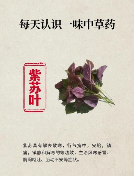 紫苏叶泡水喝能治口臭吗_紫苏叶去口臭效果好吗-第3张图片-山城妙识 紫苏叶泡水喝能治口臭吗_紫苏叶去口臭效果好吗-第3张图片-山城妙识