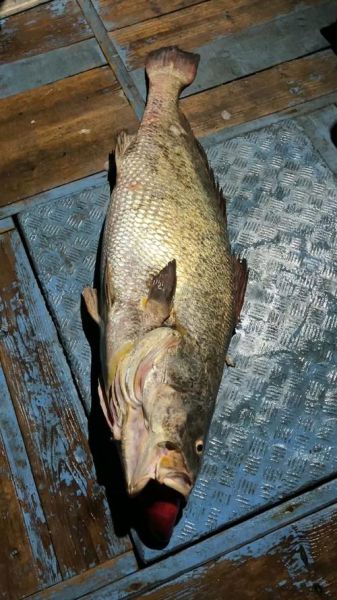 鳘鱼图片_鳘鱼长什么样-第1张图片-山城妙识 鳘鱼图片_鳘鱼长什么样-第1张图片-山城妙识