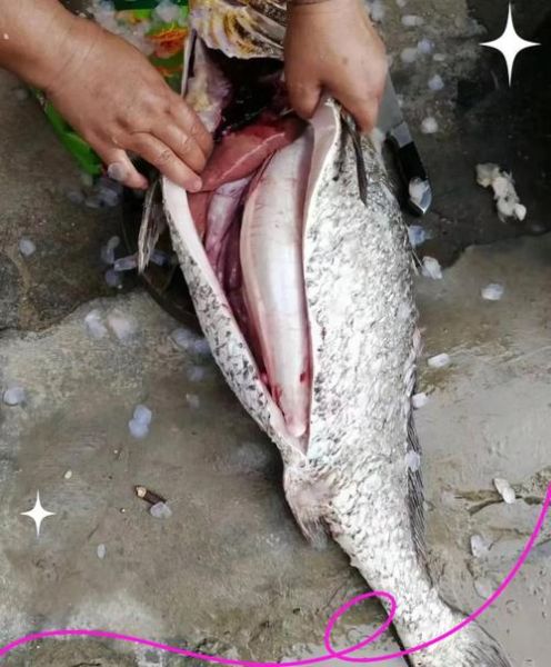 鳘鱼图片_鳘鱼长什么样-第2张图片-山城妙识 鳘鱼图片_鳘鱼长什么样-第2张图片-山城妙识