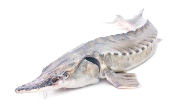 鳘鱼图片_鳘鱼长什么样-第3张图片-山城妙识 鳘鱼图片_鳘鱼长什么样-第3张图片-山城妙识