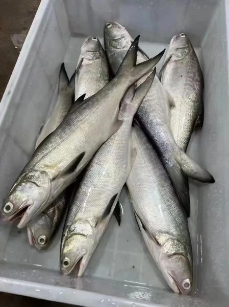 马友鱼的营养价值_马友鱼适合什么人吃-第1张图片-山城妙识