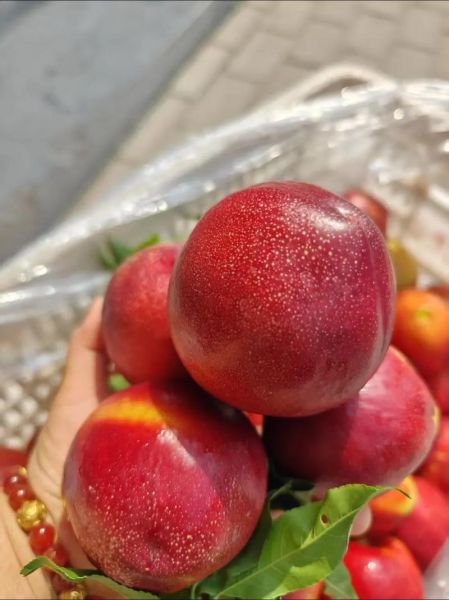 桃子怎么保存时间长_新鲜桃子能放几天-第2张图片-山城妙识